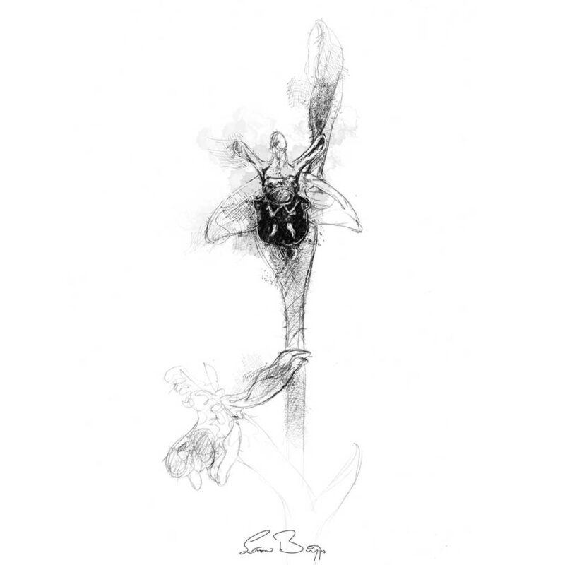 Bee orchid sketch | SeanBriggs
