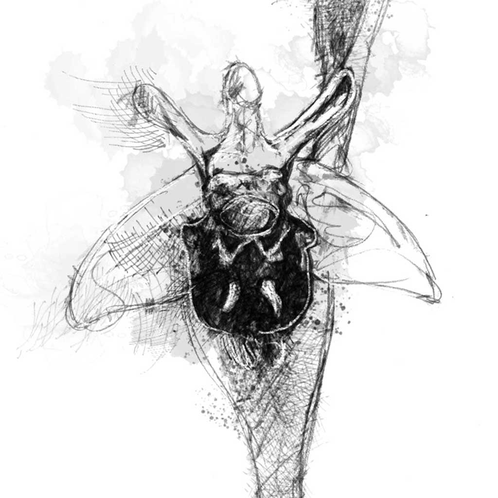 Bee orchid sketch | SeanBriggs
