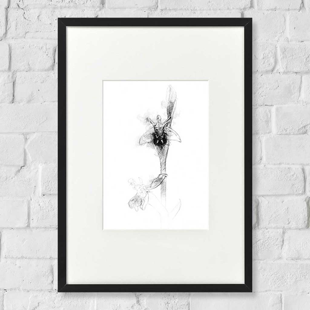 Bee orchid sketch | SeanBriggs