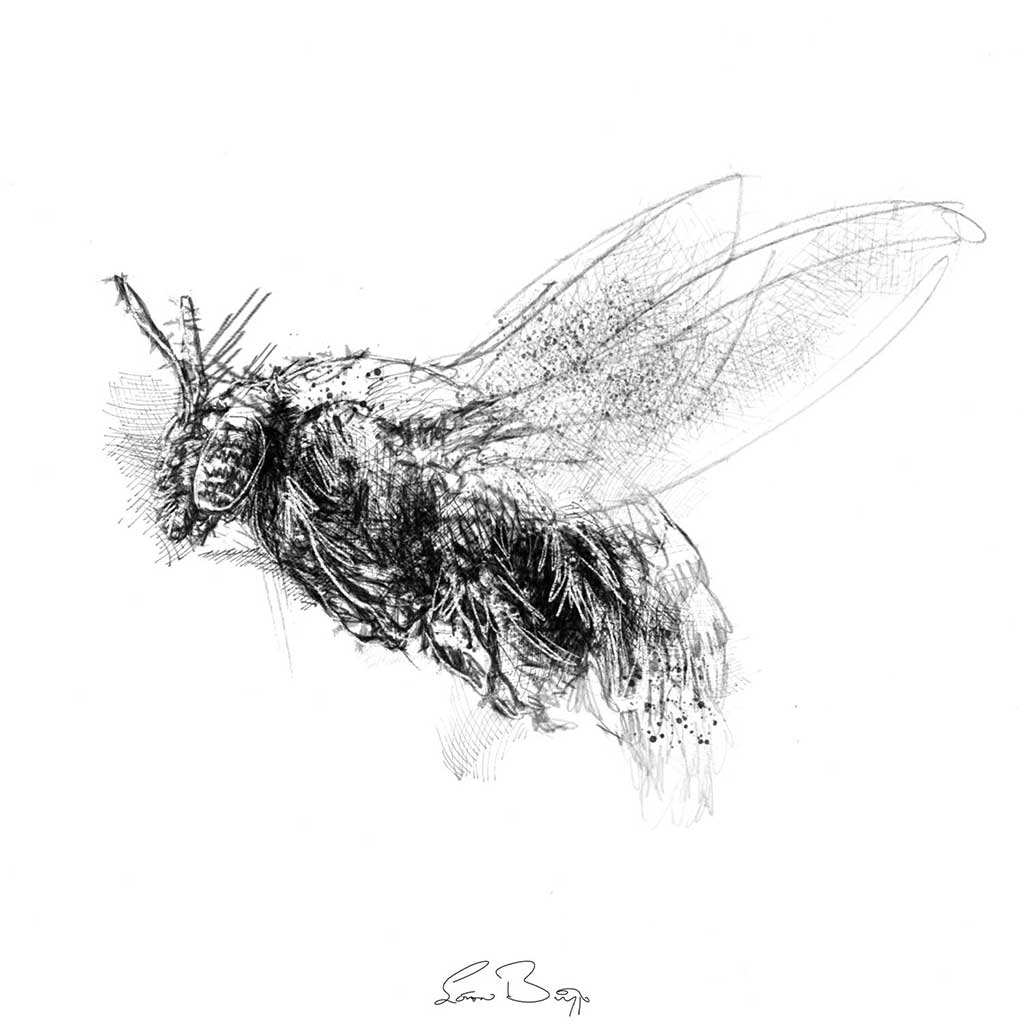Carpenter bee sketch | SeanBriggs