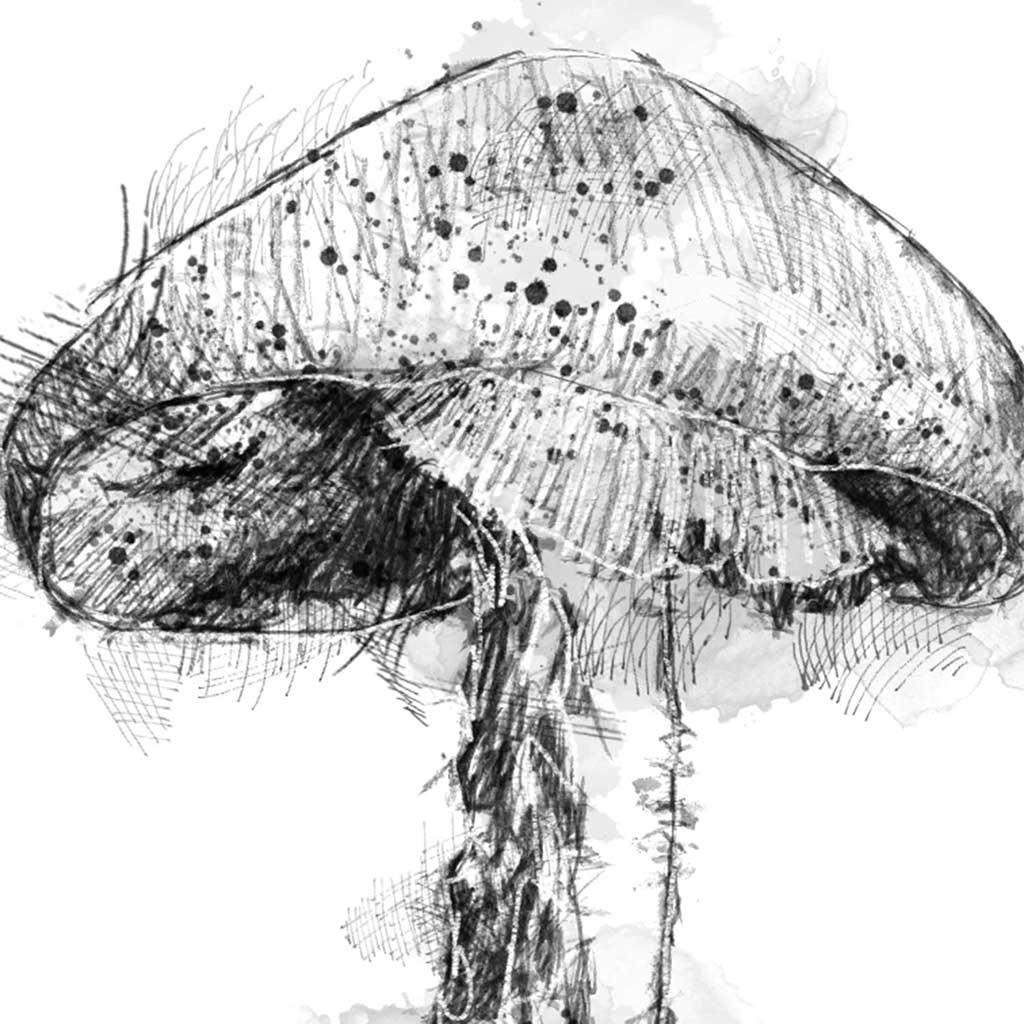 Destroying angel sketch | SeanBriggs