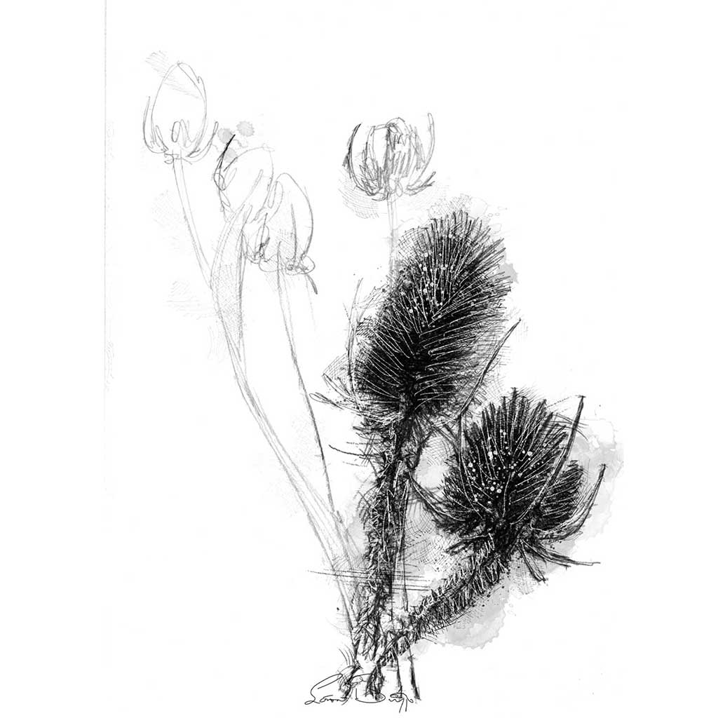 Teasels sketch | SeanBriggs