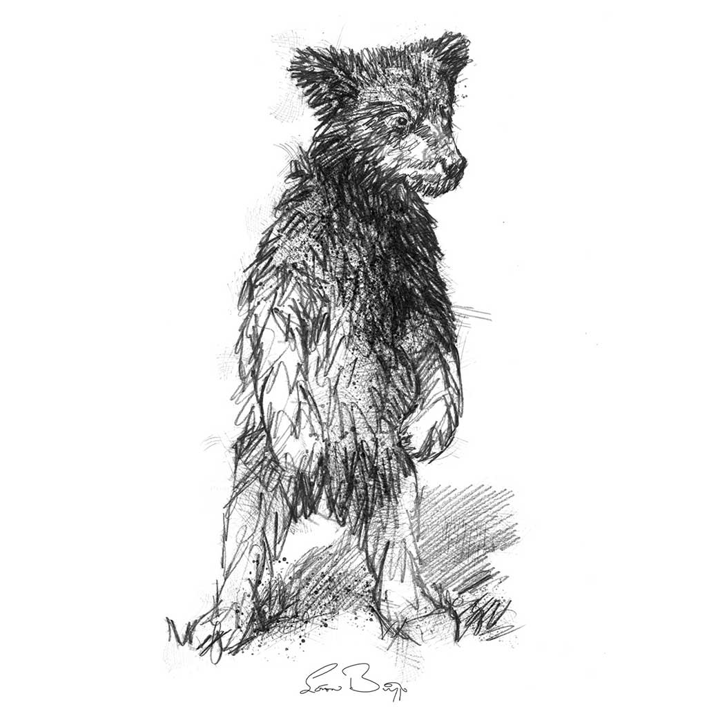 Bear cub sketch | SeanBriggs