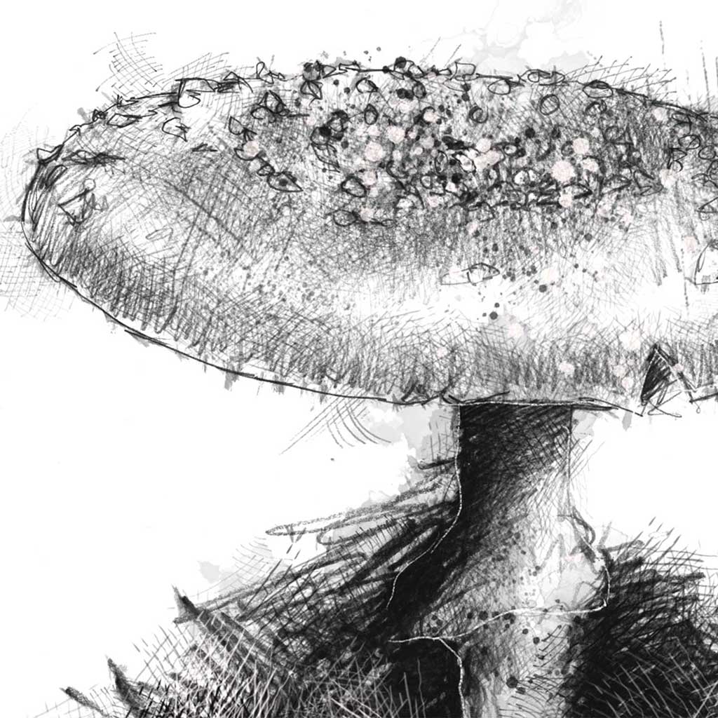 Toadstool sketch | SeanBriggs